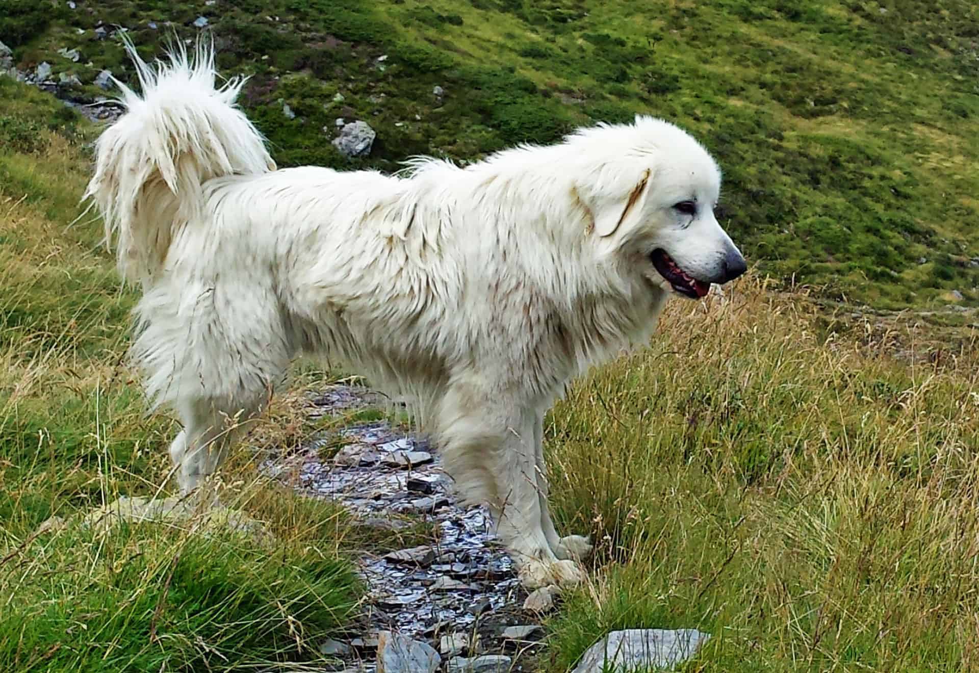 Guard dogs in the Alps: how to behave with them | OVO Network