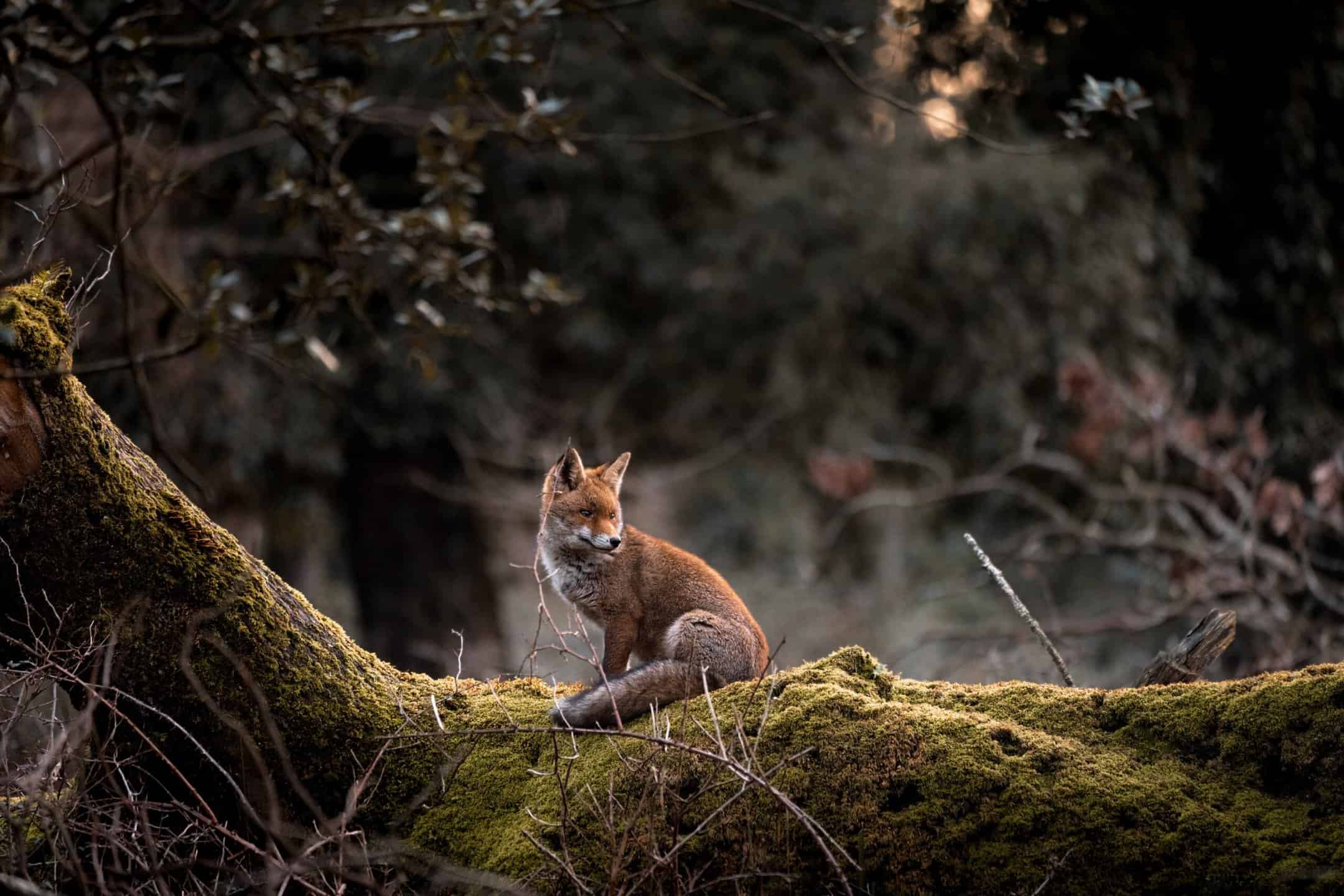 Which animals can be found in the mountains in spring? | OVO Network