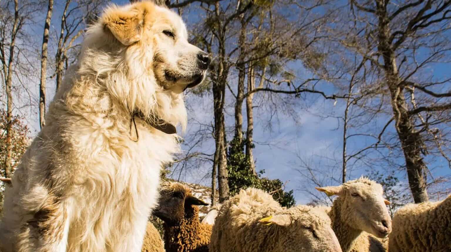 Comment réagir lorsqu'on croise un Patou en montagne