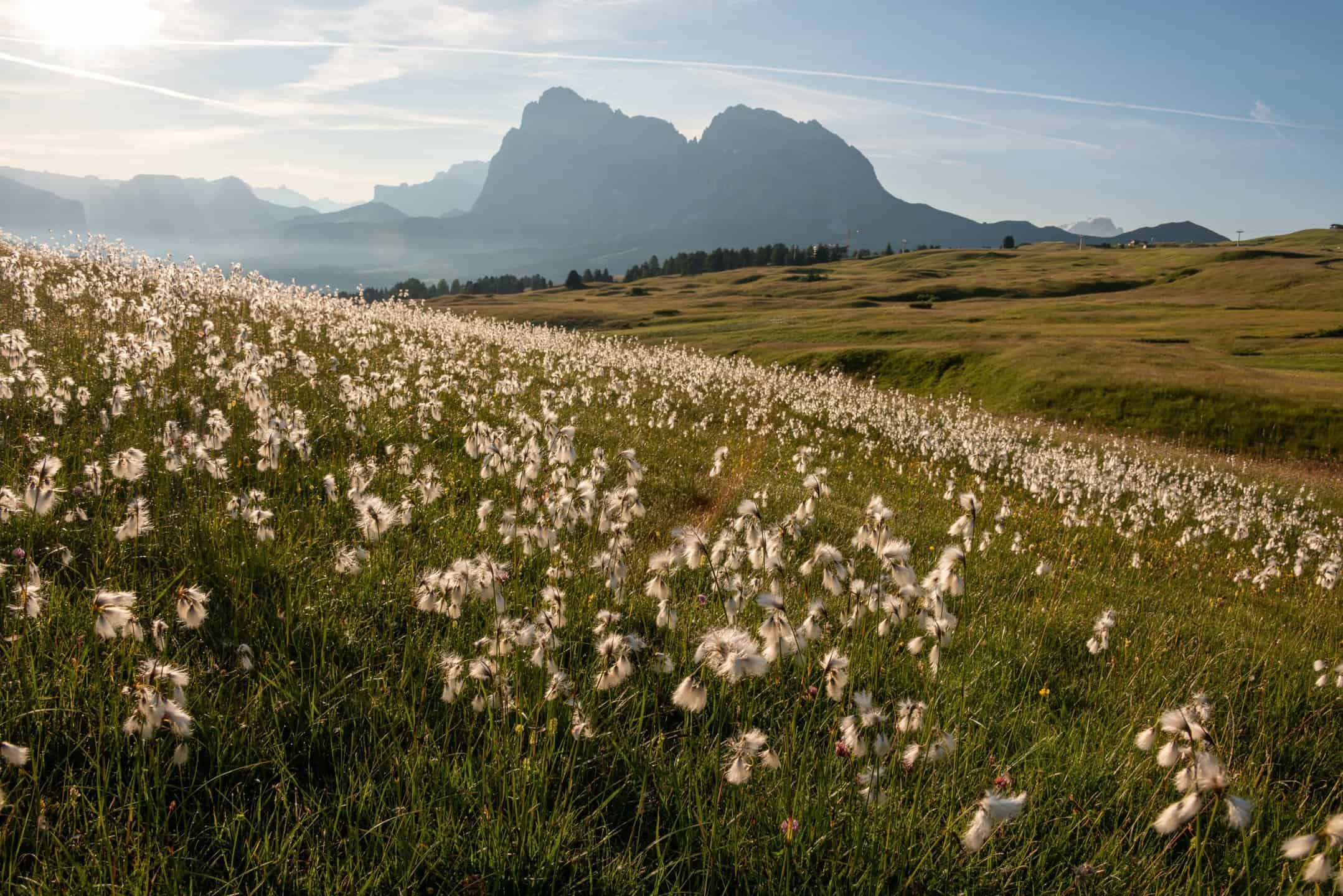 What are the benefits of the mountains in summer? | OVO Network